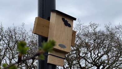 Anti-ULEZ campaigners hang bat boxes on damaged cameras to prevent ...