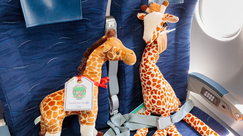 Giraffe Hit By Plane