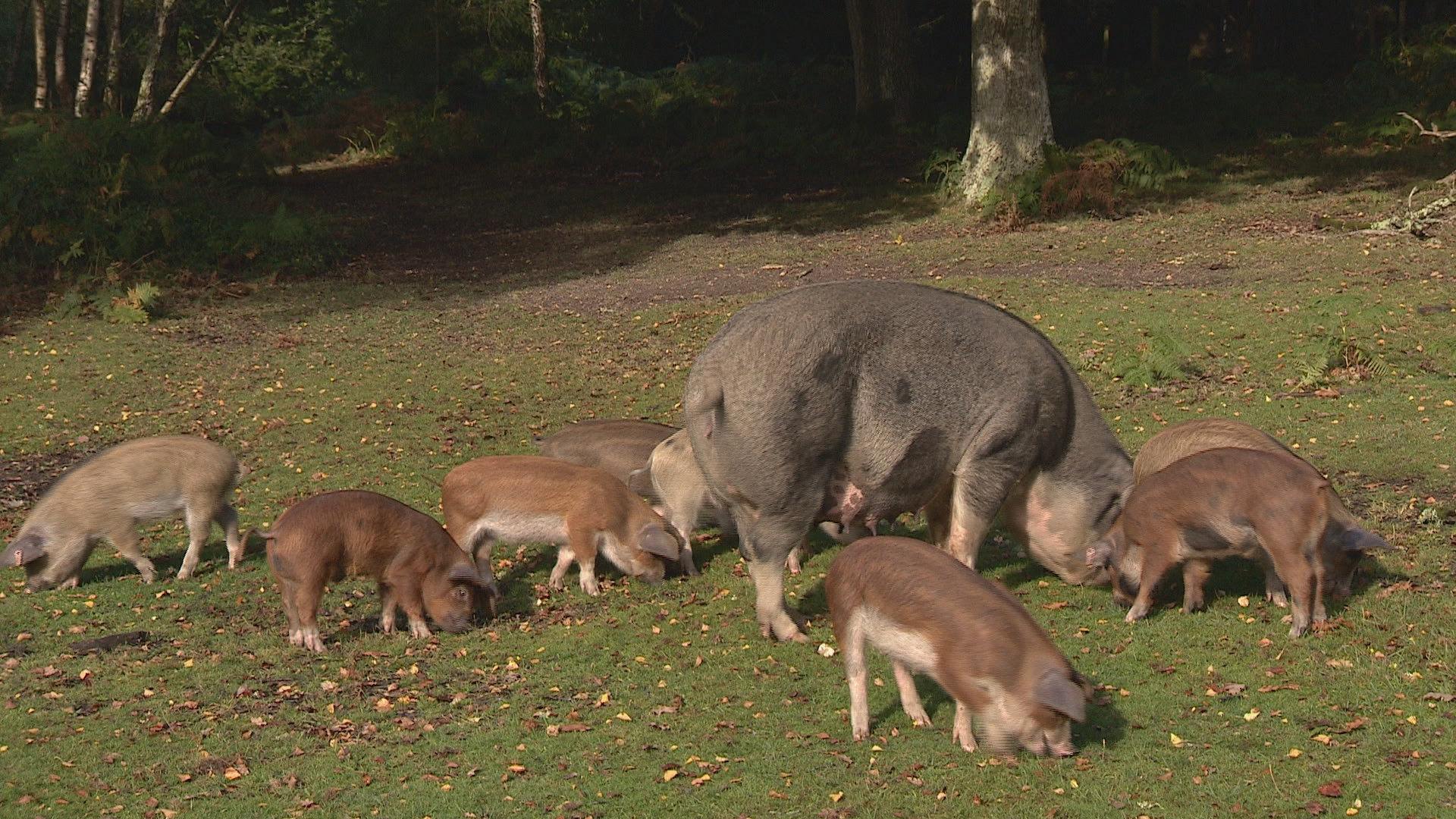 Pannage: The 1000-year-old tradition still going strong in the New ...