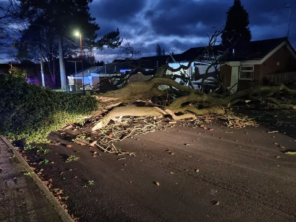Storm Pia: Pensioner treated for shock after large tree crashes onto ...
