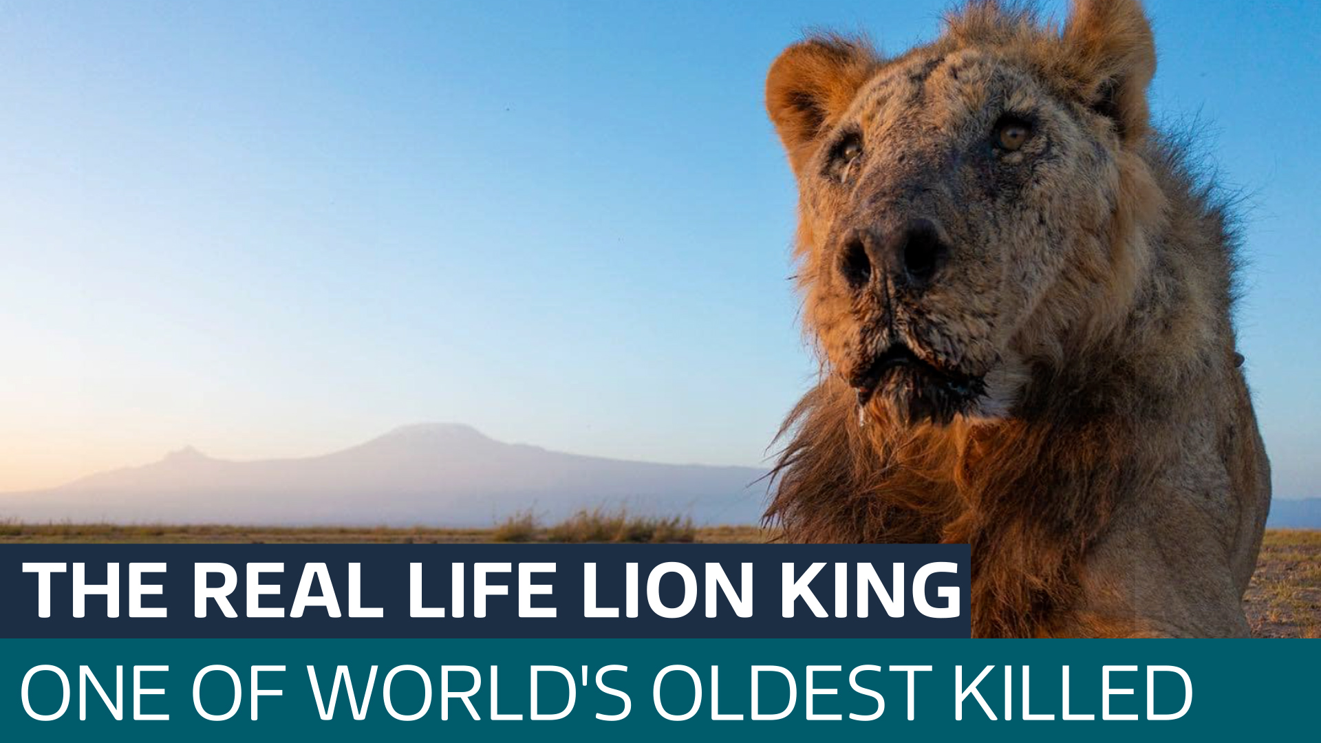 The oldest known lion killed in Kenya - Latest From ITV News