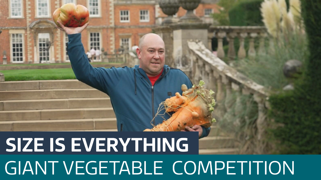 Gardeners battle for world records at giant vegetable competition ...