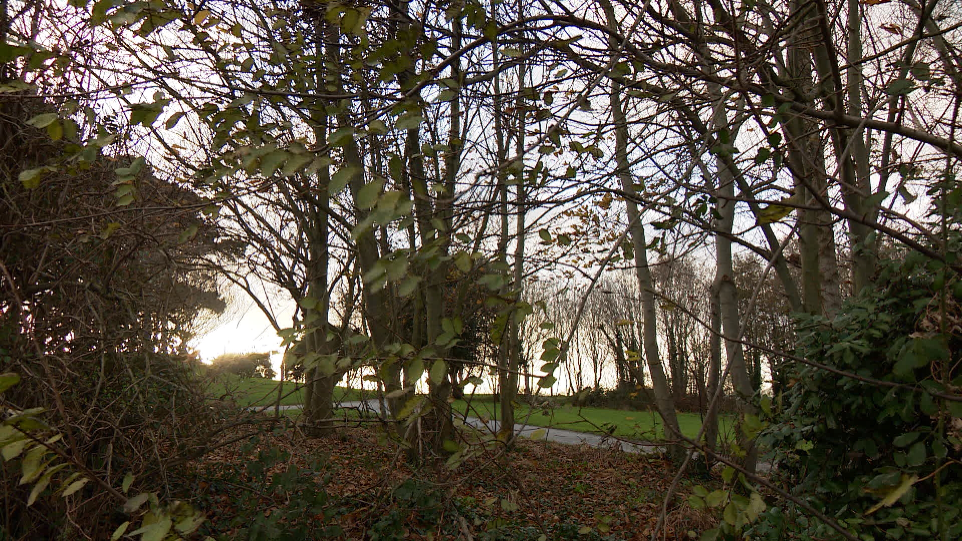 Invasive pests and hot weather threatening Guernsey's trees | ITV News ...