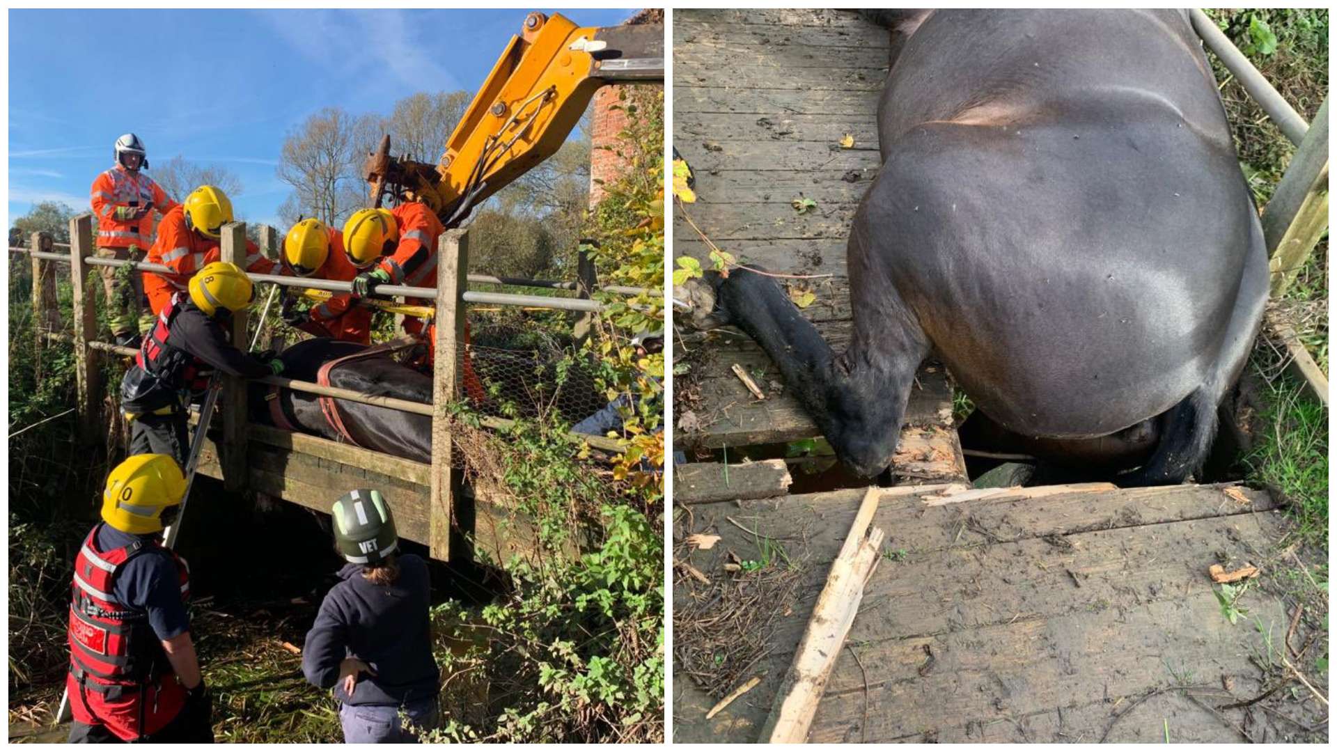Wounded horse winched to safety after falling through bridge in Dorset ...