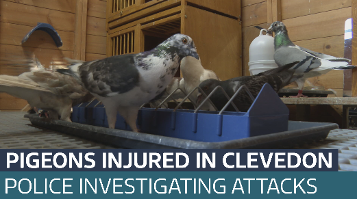 Pigeons shot with a catapult in Clevedon - Latest From ITV News