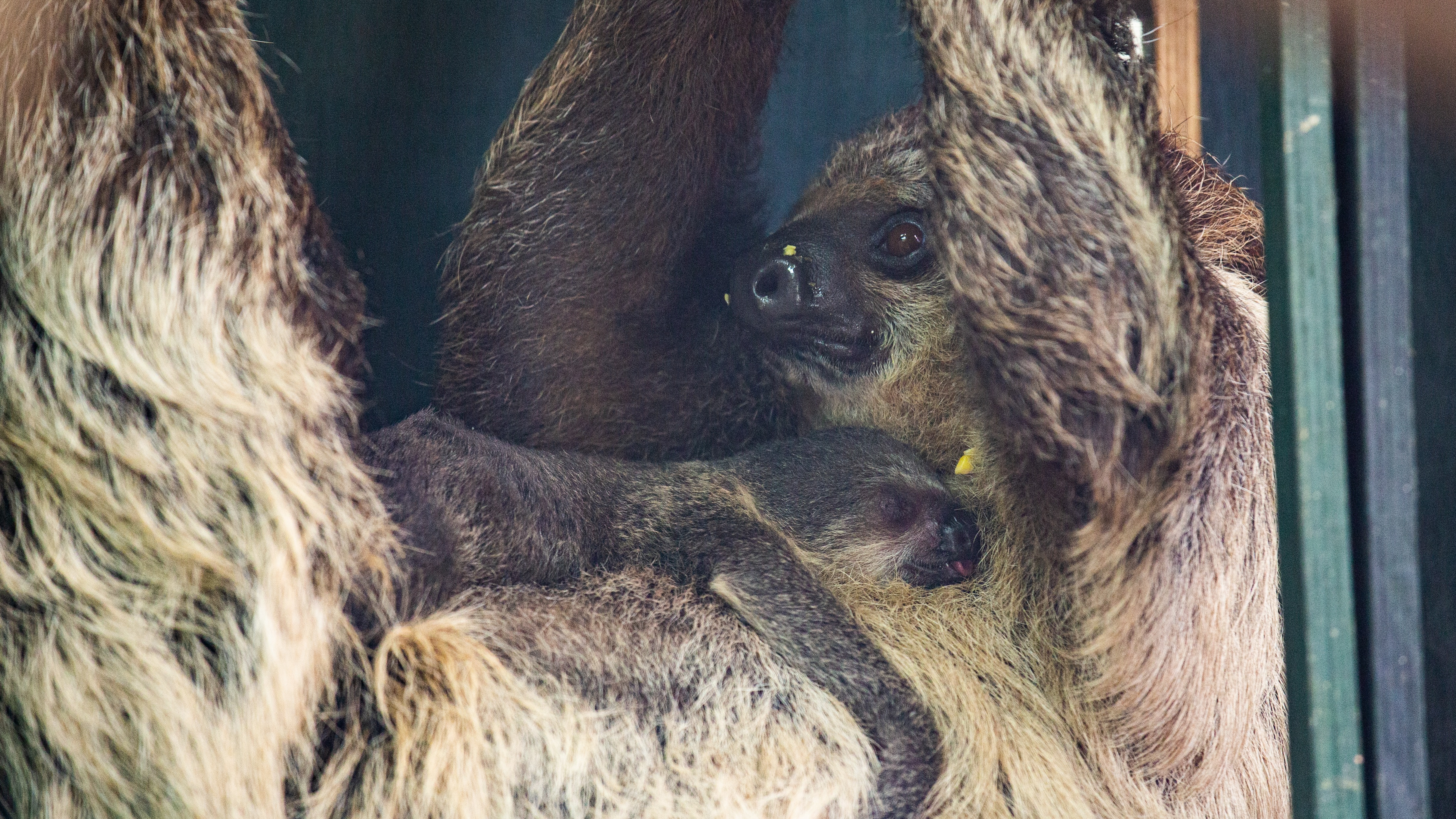First baby sloth born at Bristol Zoo in almost 10 years | ITV News West ...