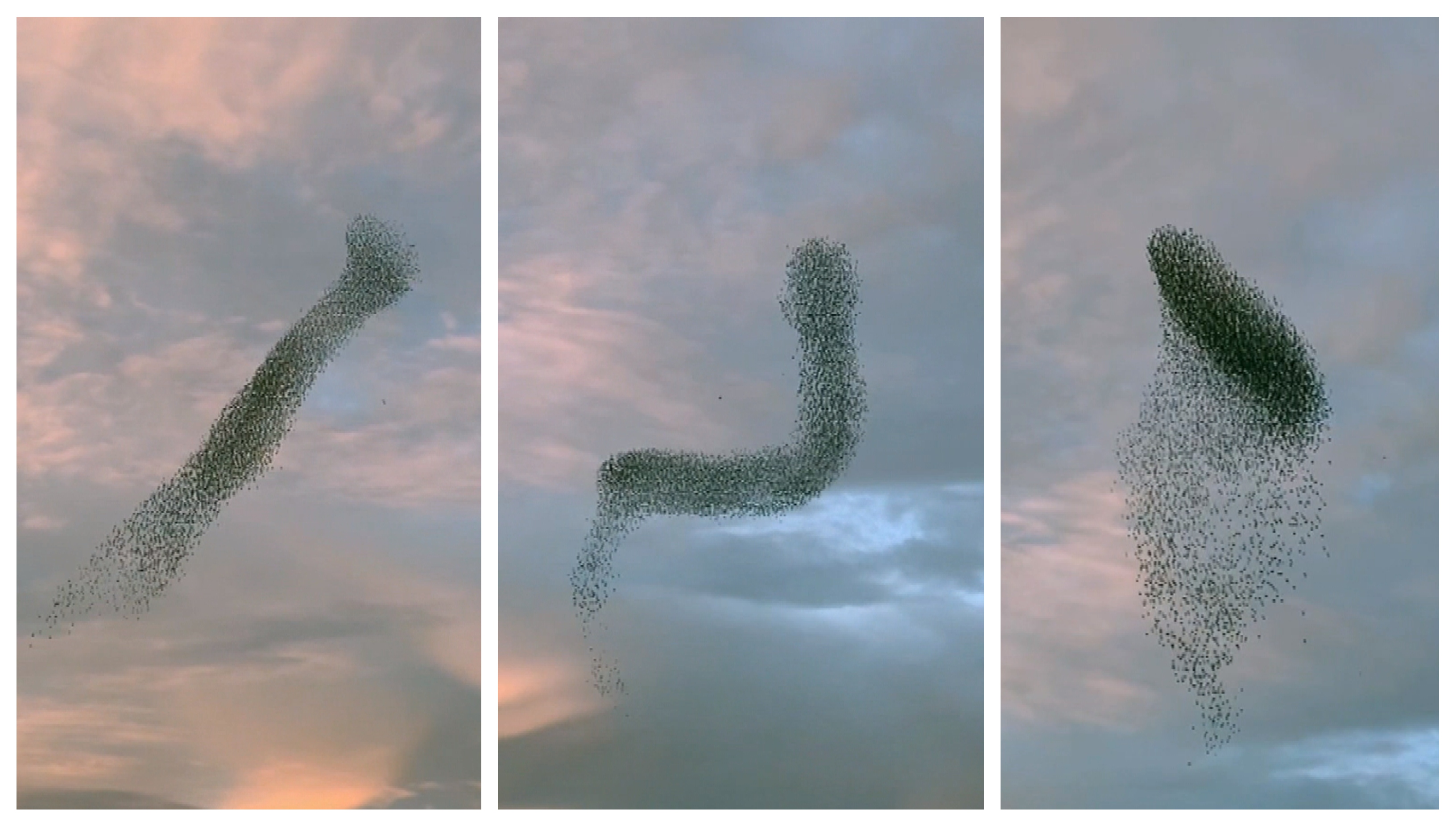 Starling murmuration creates amazing shapes in Suffolk | ITV News Anglia