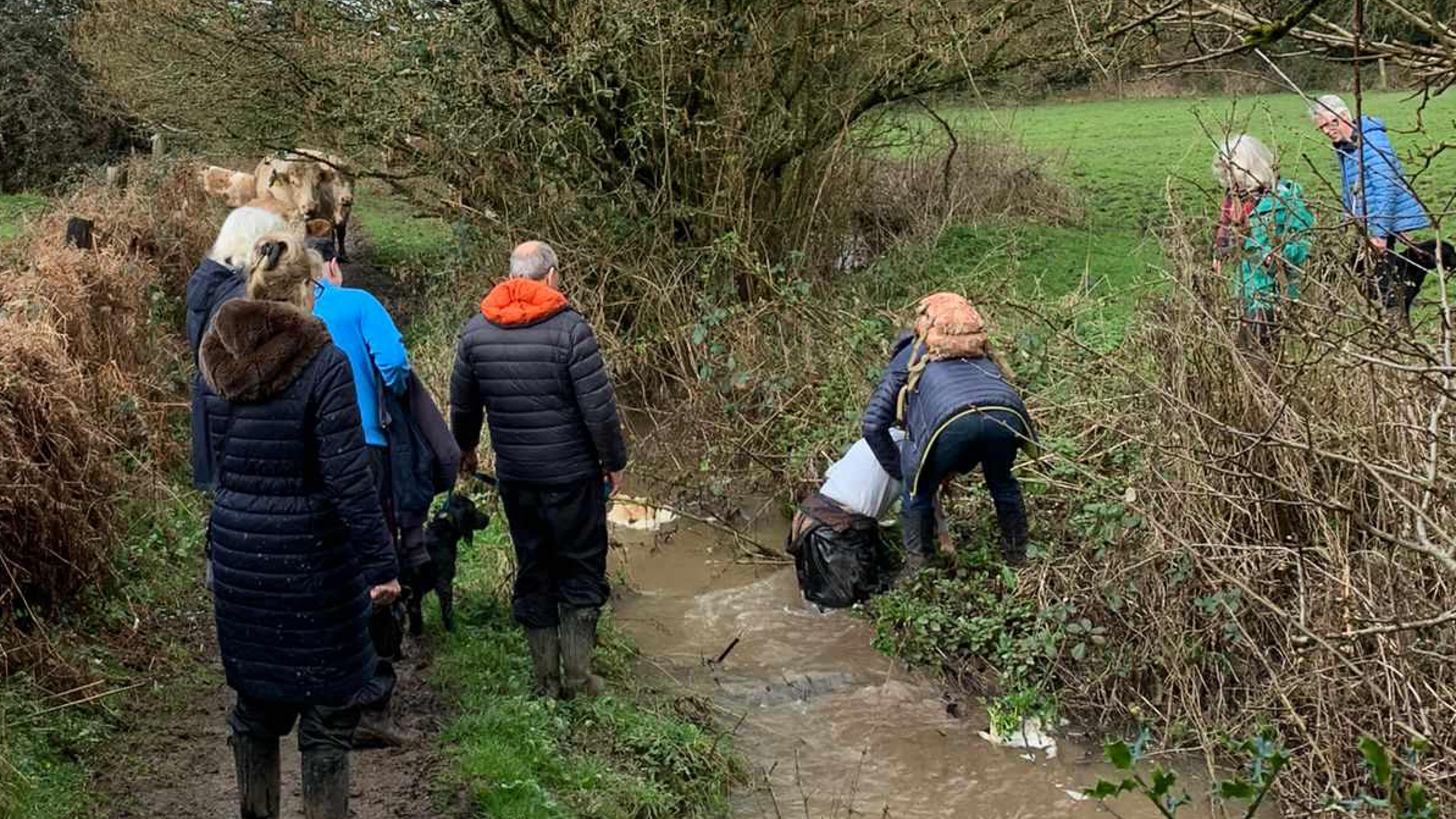 Somerset walk goes hilariously wrong when cows block path | ITV News ...