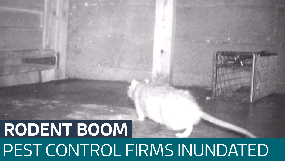 'Ridiculous' number of rats reported as pest control firm sees ...