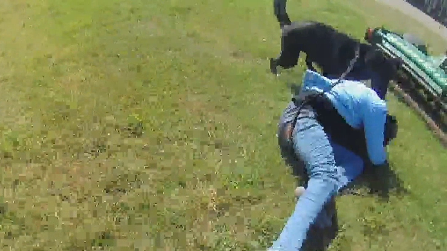 Police dog catches dangerous driver who fled and tried to hide after ...