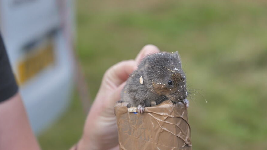 300 water voles released into river in Surrey | ITV News Meridian