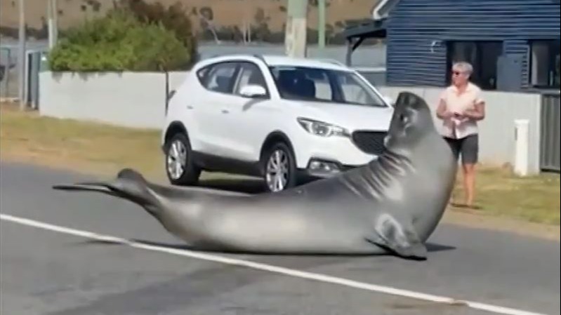 Neil the seal becomes viral sensation leaving marine experts concerned ...