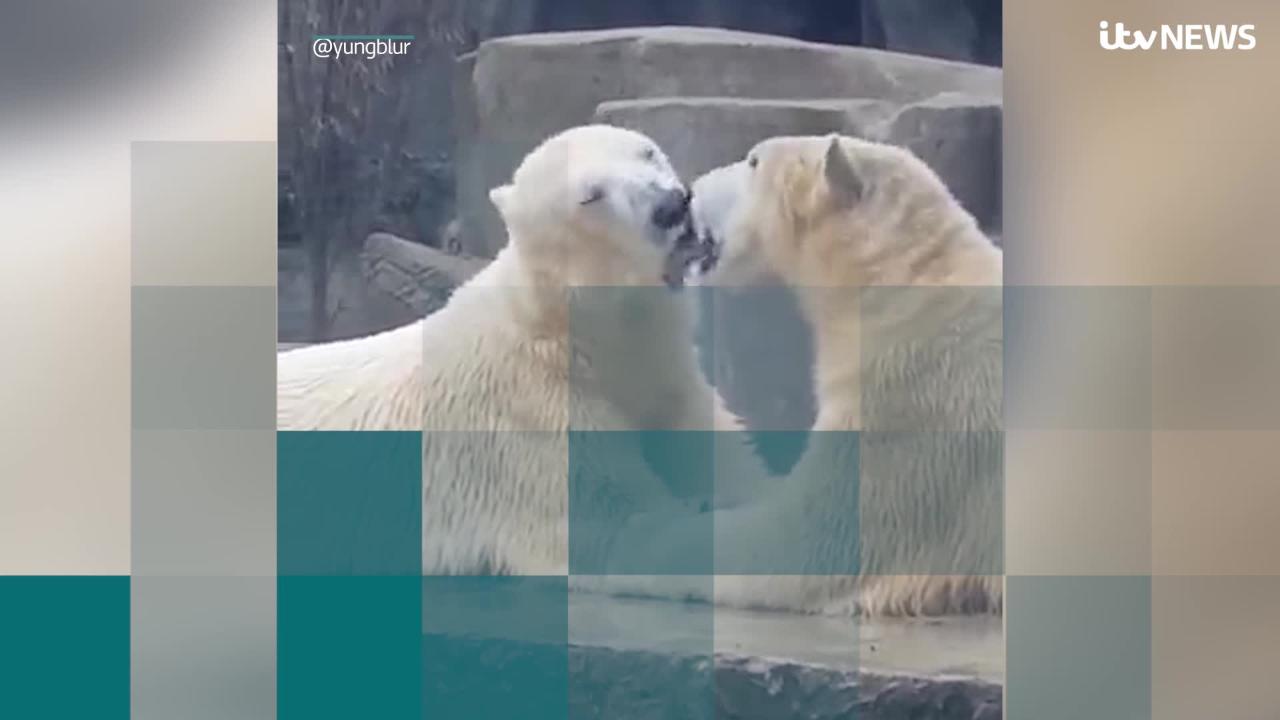 Polar bears caught 'kissing' at Budapest Zoo | ITV News
