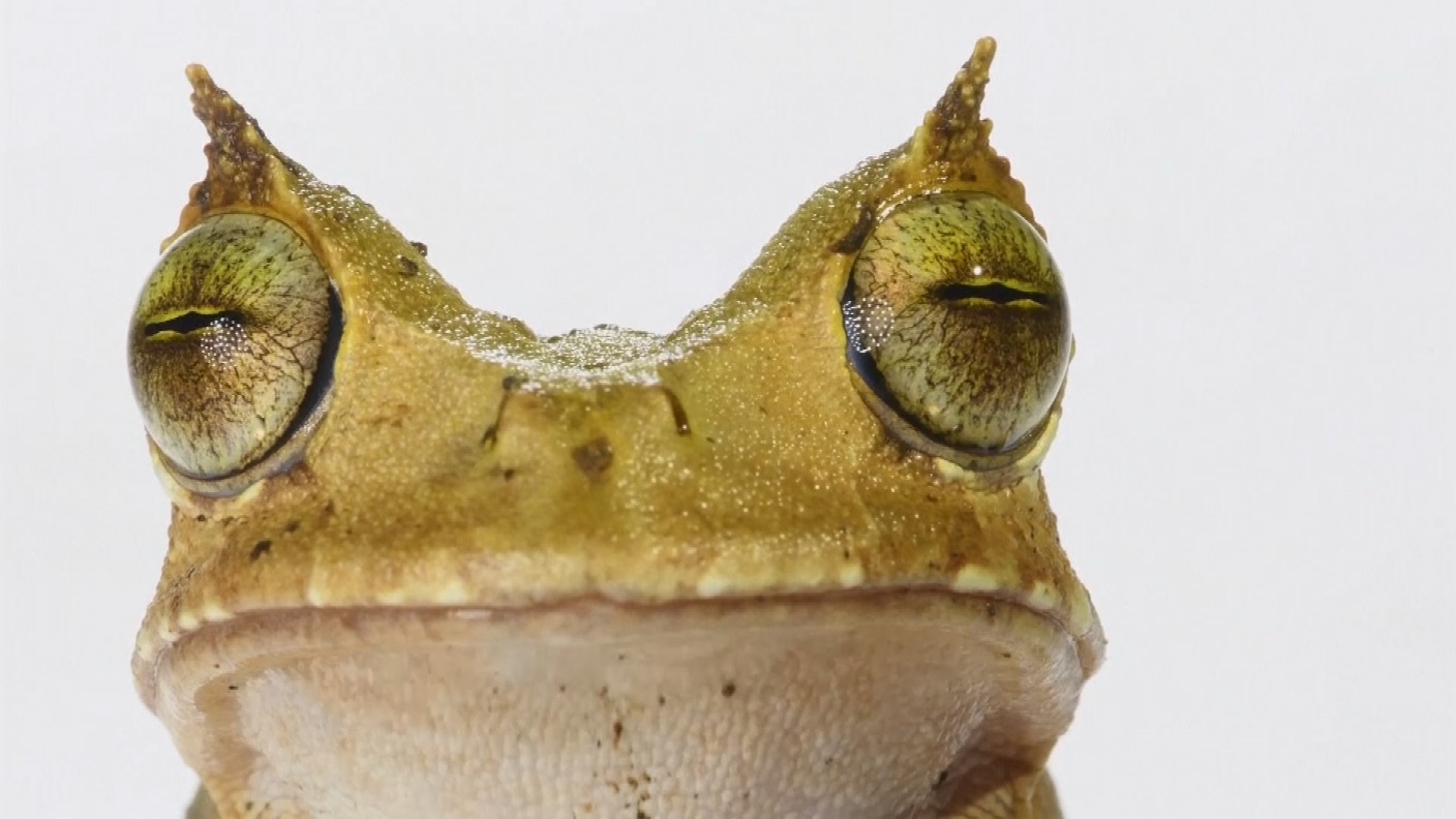 Scientists capture new images of rare horned frog thought to be extinct ...