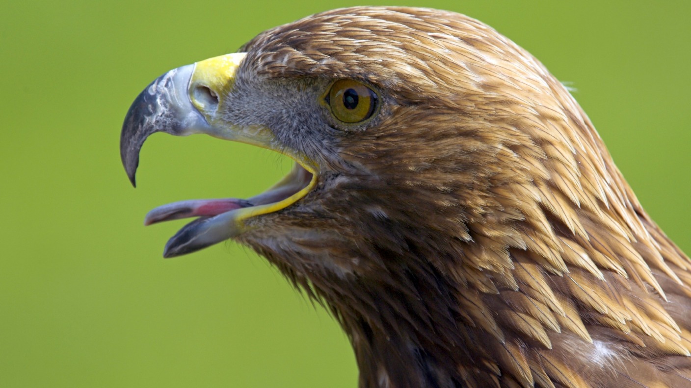 Eagles species could be reintroduced into the Welsh countryside ...