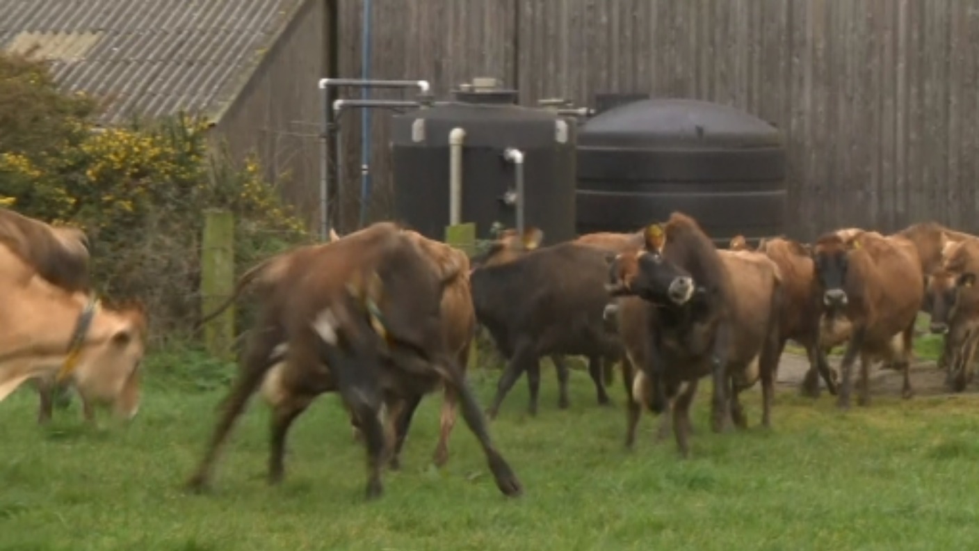 Watch cows in Cornwall jump for joy after seeing grass for first time ...