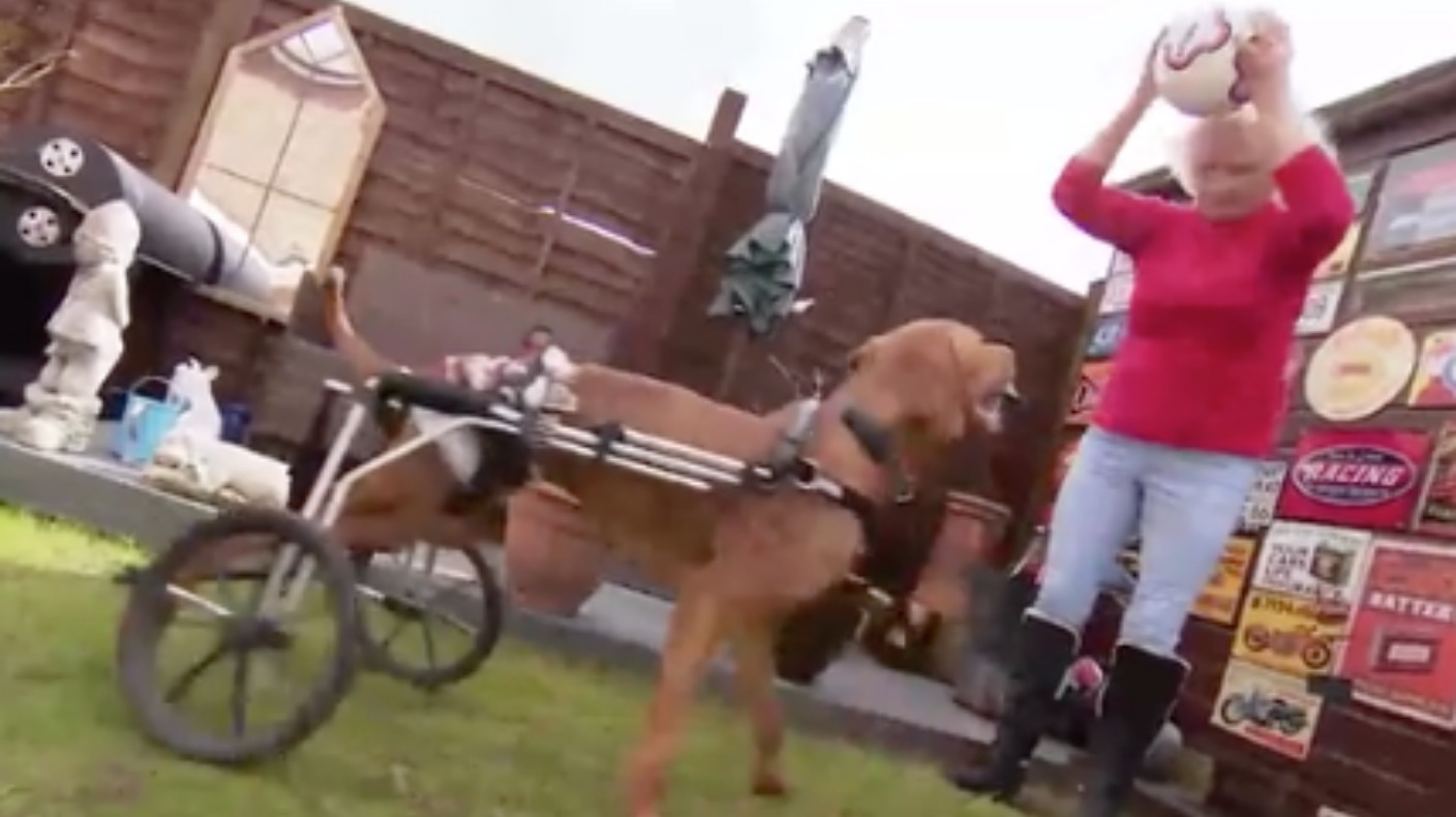 Disabled Gilbert shows his 'amazing character' | ITV News Meridian