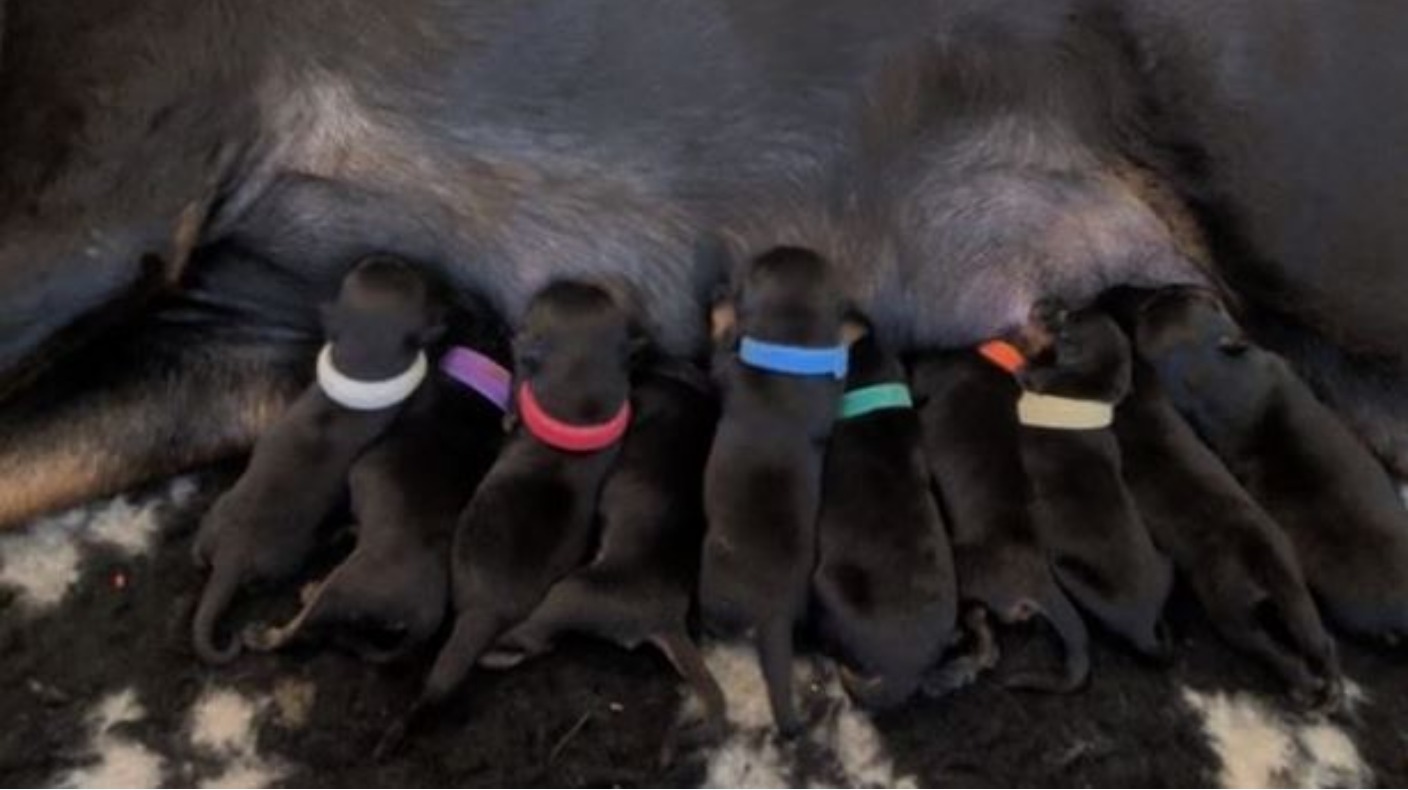 Sweet sixteen - Roxy the Rottweiler gives birth to one of the UK's ...