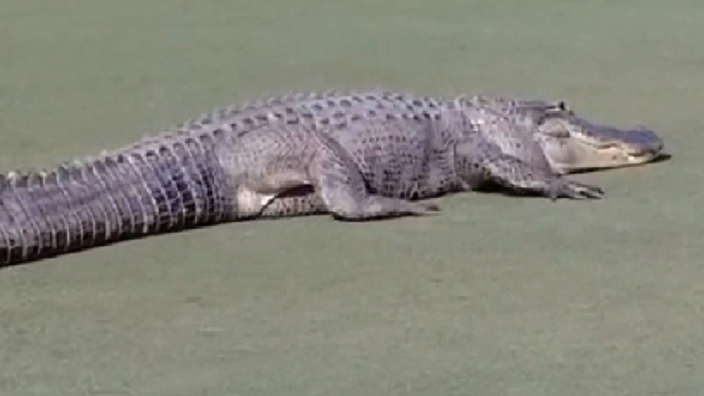 'Monster' alligator gives golfers a shock as it strolls across green ...