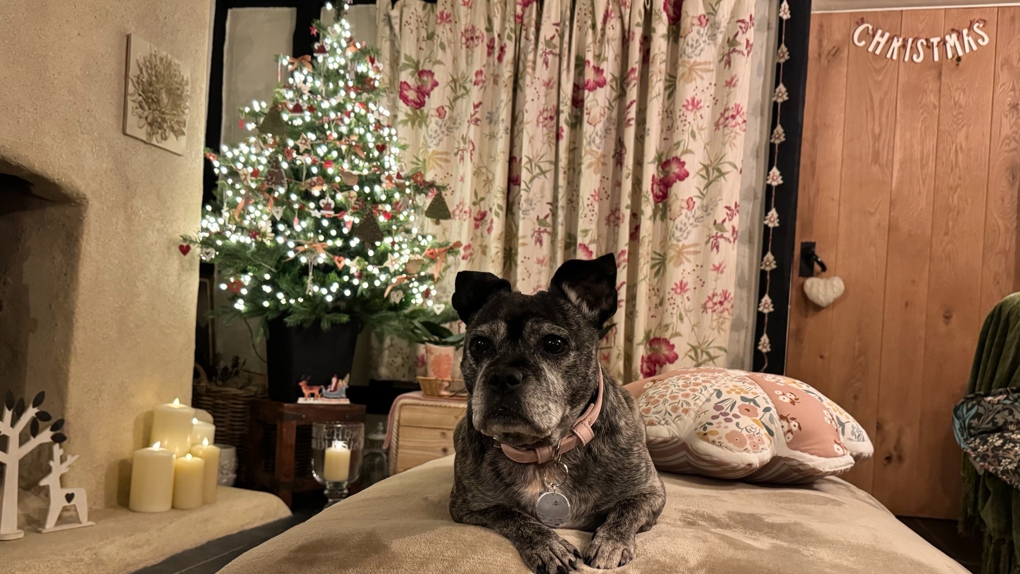 Dog found abandoned in flat by estate agent finally adopted after 500 ...