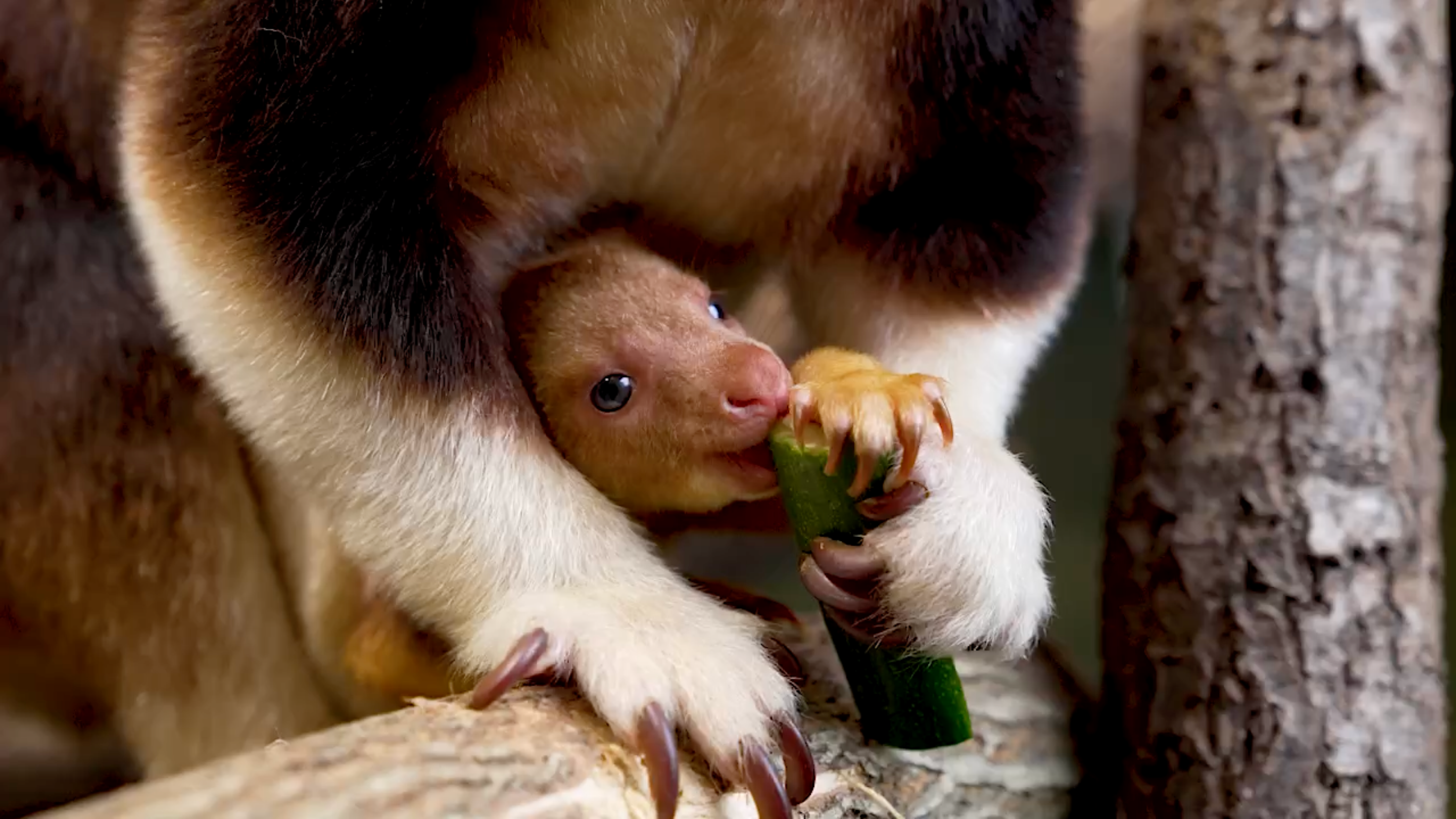 Rare baby tree kangaroo emerges from mother's pouch for the first time ...