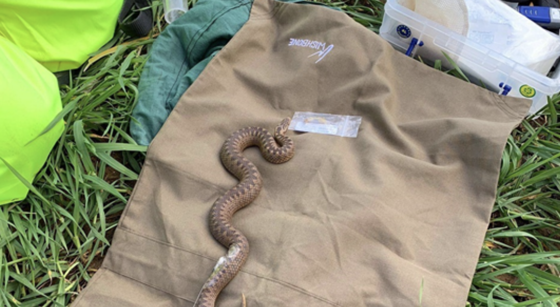 The mission to rehome snakes living around a busy Gloucestershire road ...