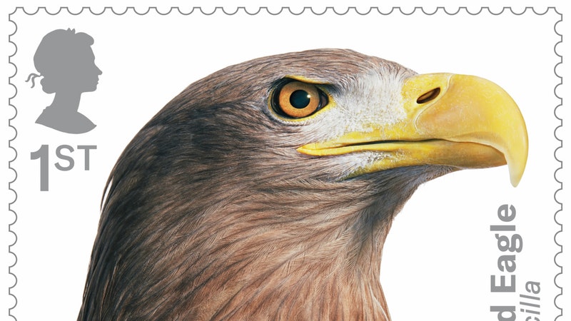 New stamps celebrate beauty and grace of birds of prey | ITV News