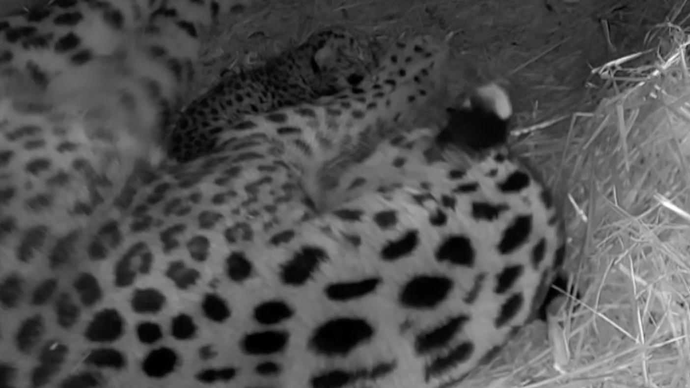 Birth of critically endangered leopard cub captured on CCTV at ...