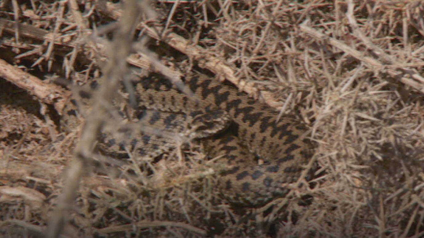 Wildlife experts warn dog walkers of adder danger this spring | ITV ...