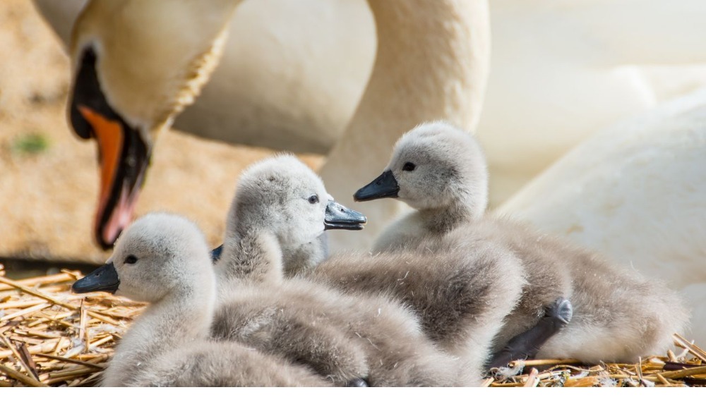 Cygnets learning to swim | ITV News Meridian