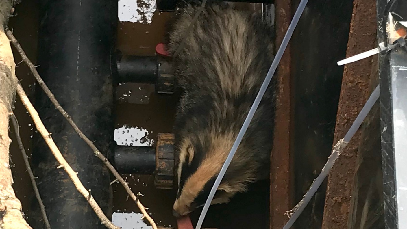 Badger rescued after getting stuck in hole | ITV News Anglia
