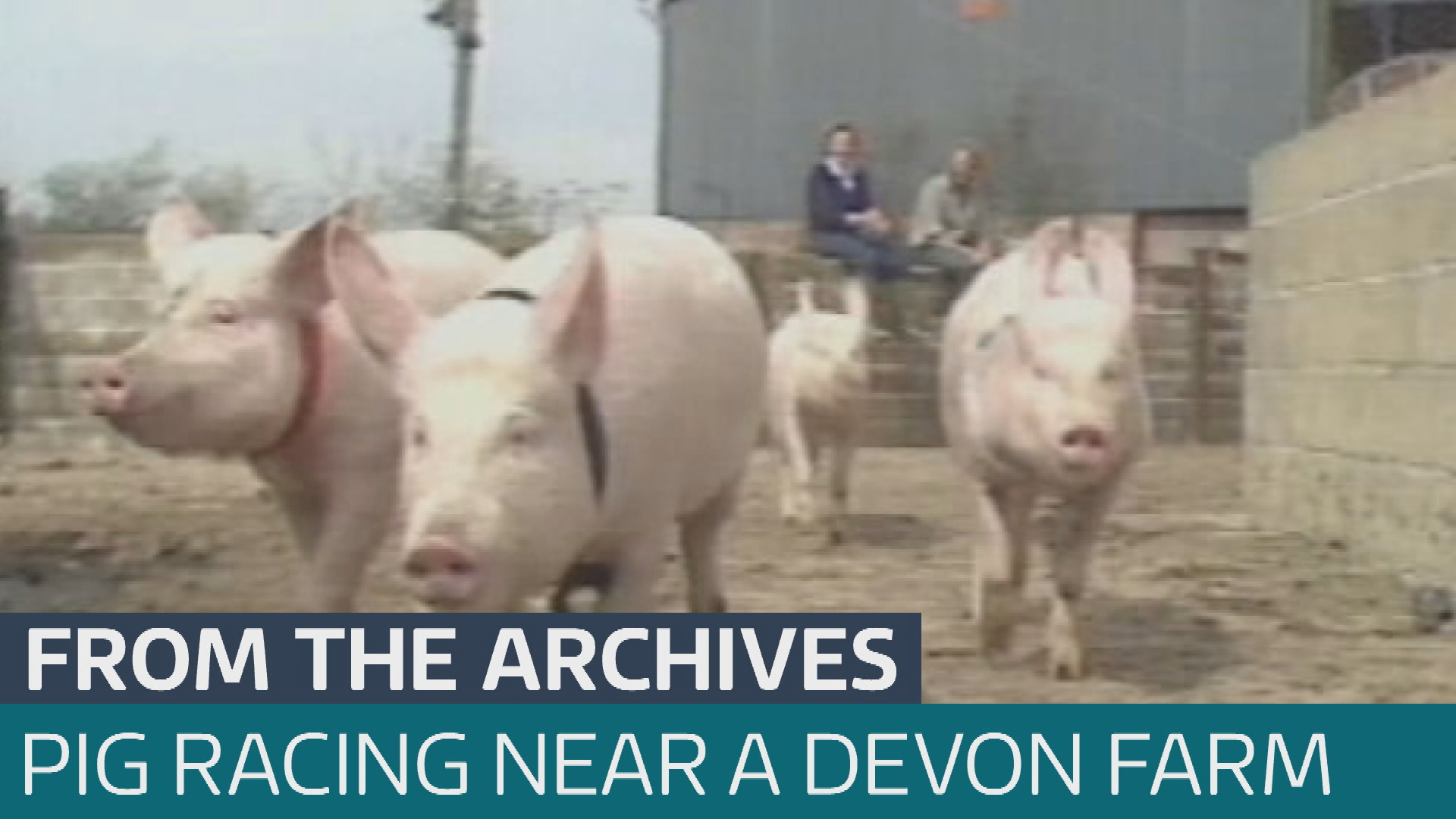 Pig racing: The unusual sport spreading joy in Devon - Latest From ITV News