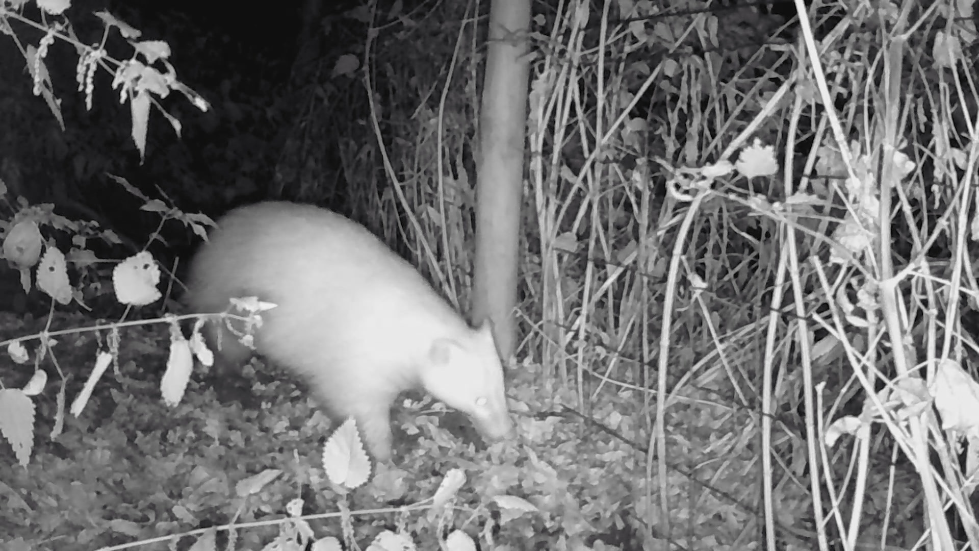 60,000 sign petition against new homes claiming plans threaten wildlife ...