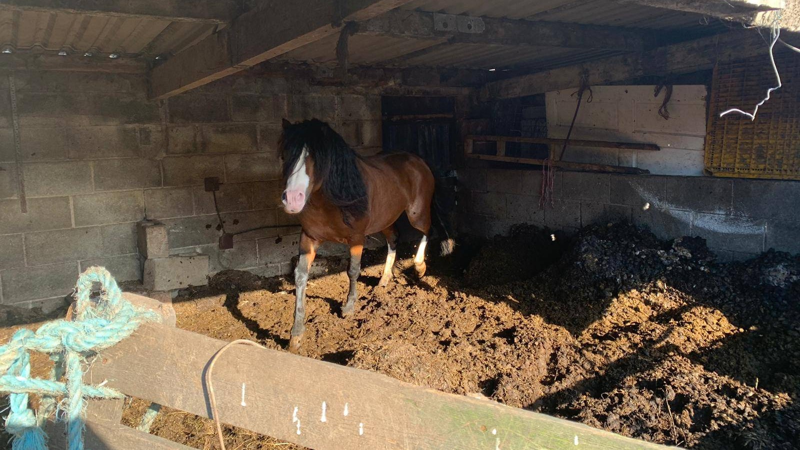 Hundreds of animals rescued from 'awful conditions' in 'harrowing ...