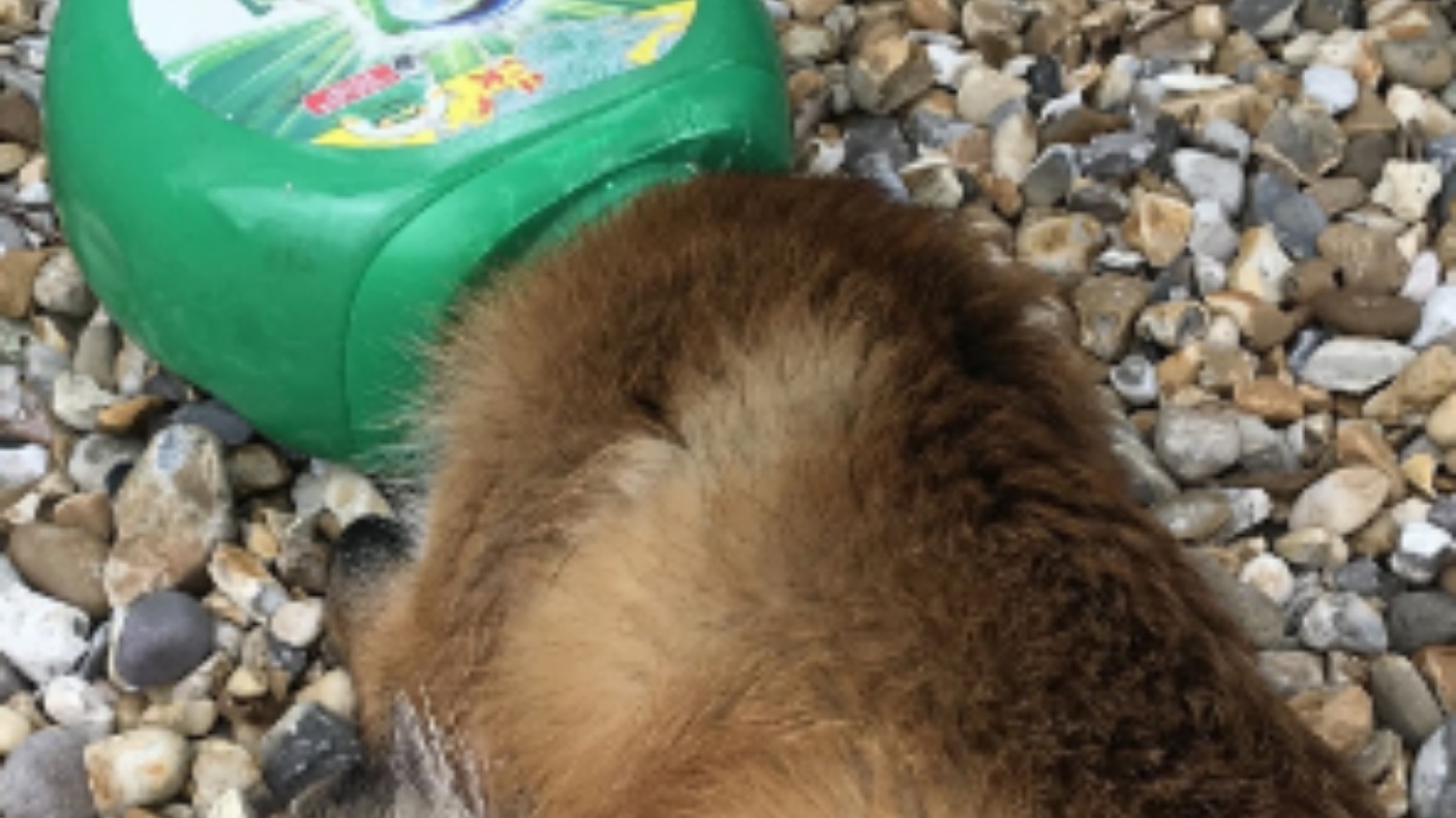 Fox freed after getting trapped in plastic waste | ITV News Meridian