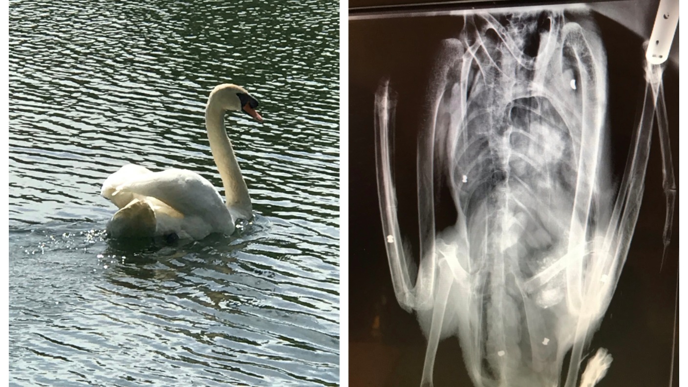 Female swan shot seven times with pellet gun while looking after her ...
