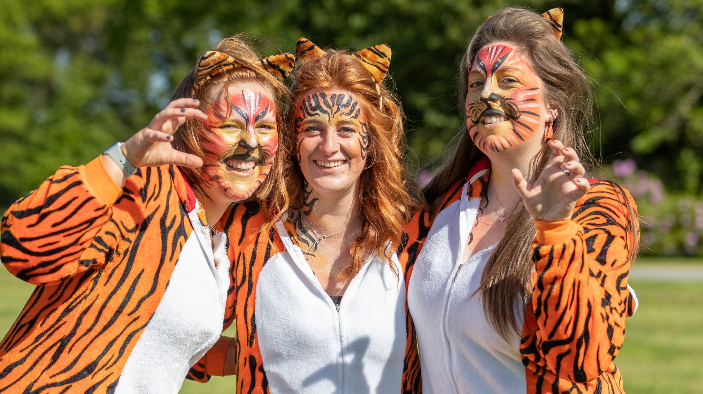 People dressed as tigers to mark Knowsley Safari’s Tiger Parade | ITV ...