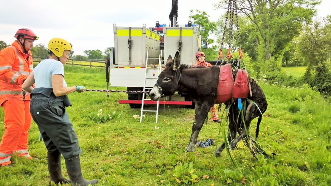 Wonky donkey rescued from watery ditch in Kent | ITV News Meridian
