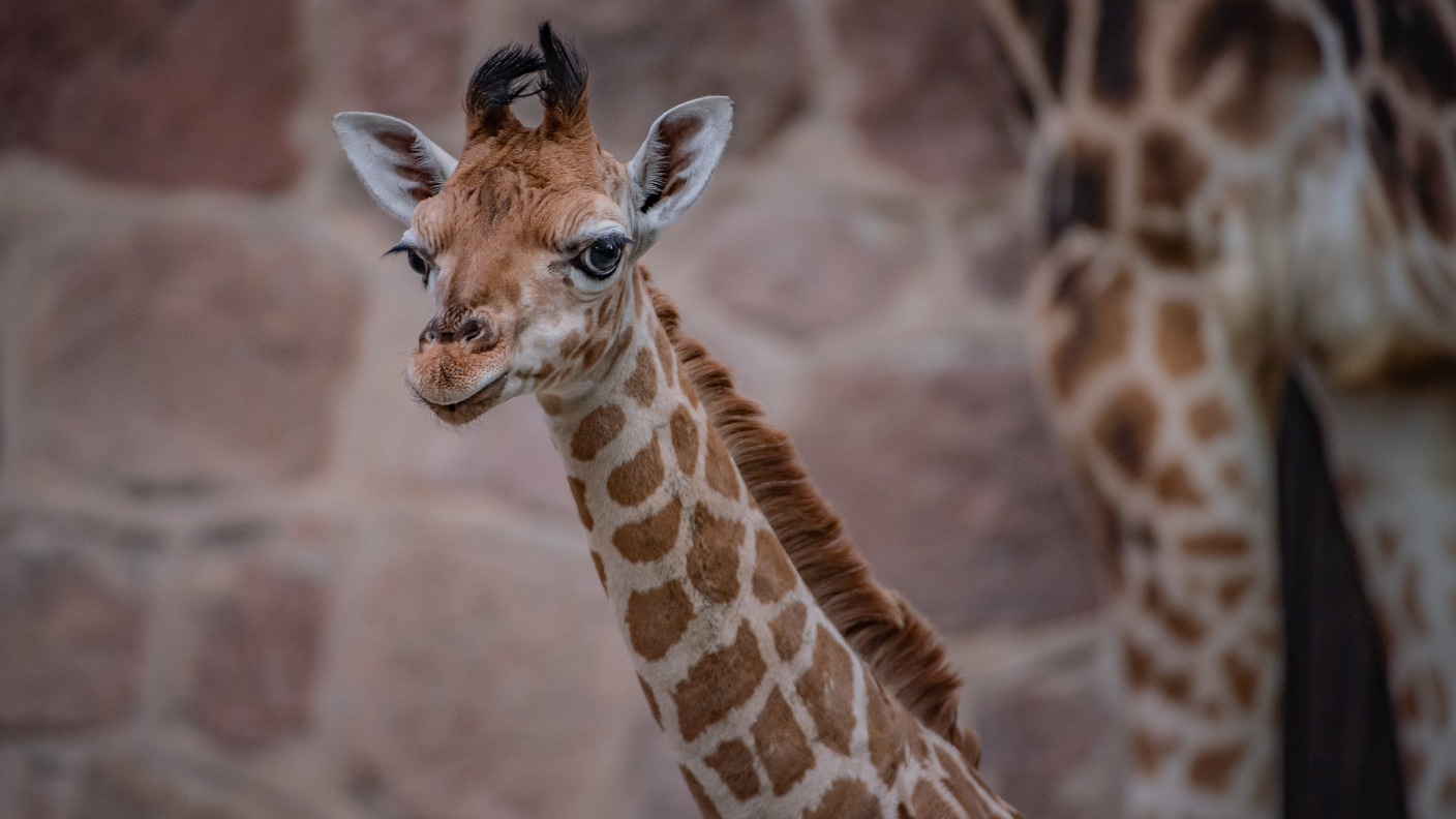 Chester Zoo celebrates arrival of endangered baby giraffe | ITV News ...