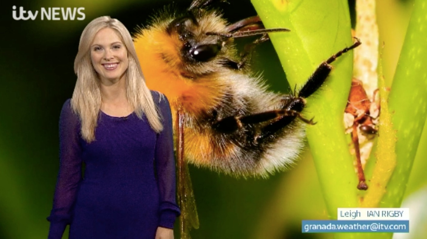 Pollen levels set to rise as the weather warms up | ITV News Granada
