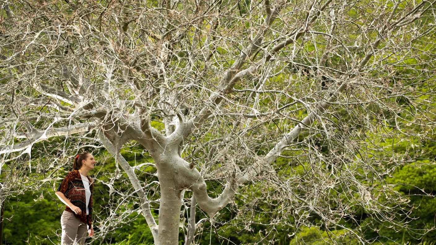 Tree cocooned in webs made by hundreds of thousands of caterpillars ...