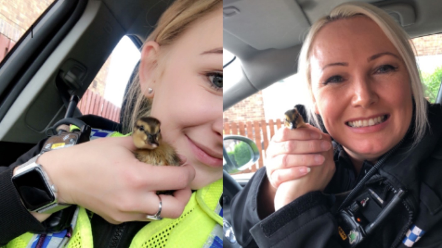 South Yorkshire police officers have a pro-duck-tive morning | ITV News ...