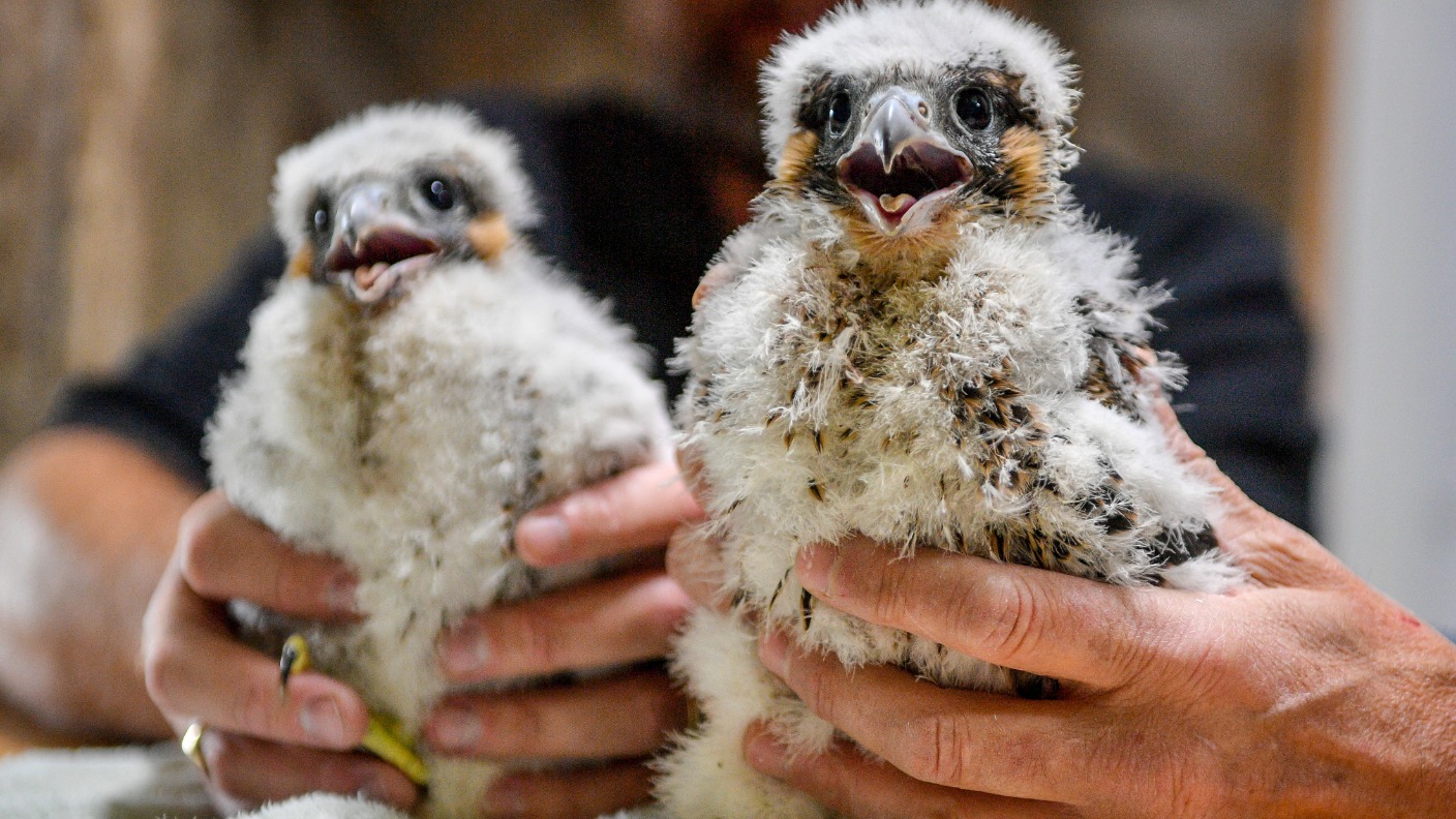 Birdwatchers monitor peregrine chicks nesting in cathedral tower | ITV ...