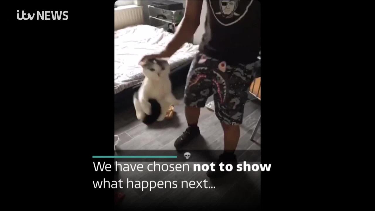 Watch: Man violently beats cat in Snapchat video | ITV News Central