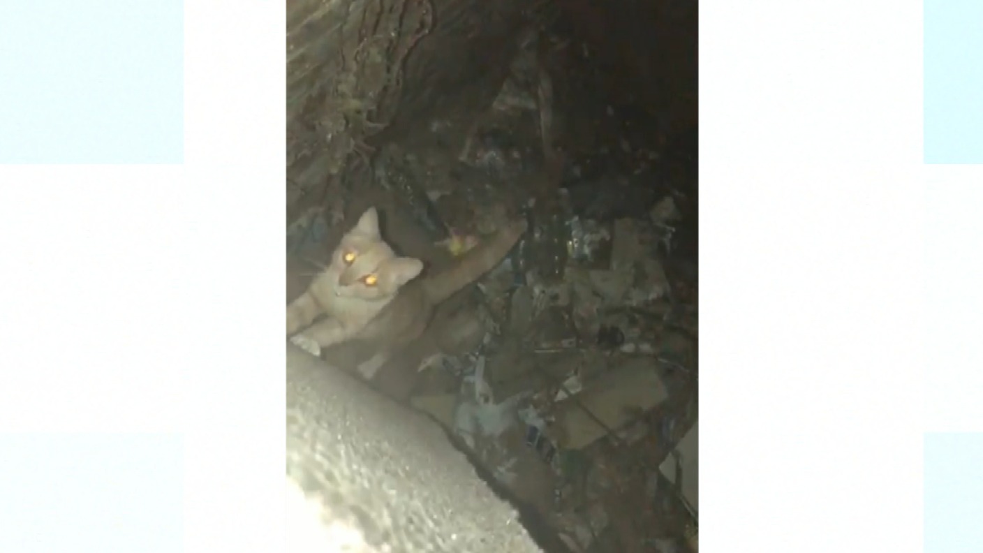 Dramatic rescue for cat stuck down Second World War bunker for three ...