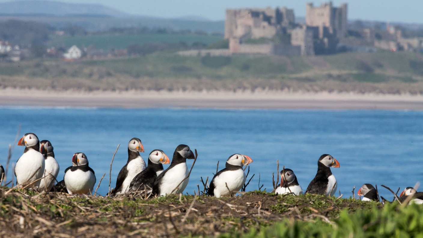 Hundreds of newborn puffins on the Farne Islands killed by torrential ...