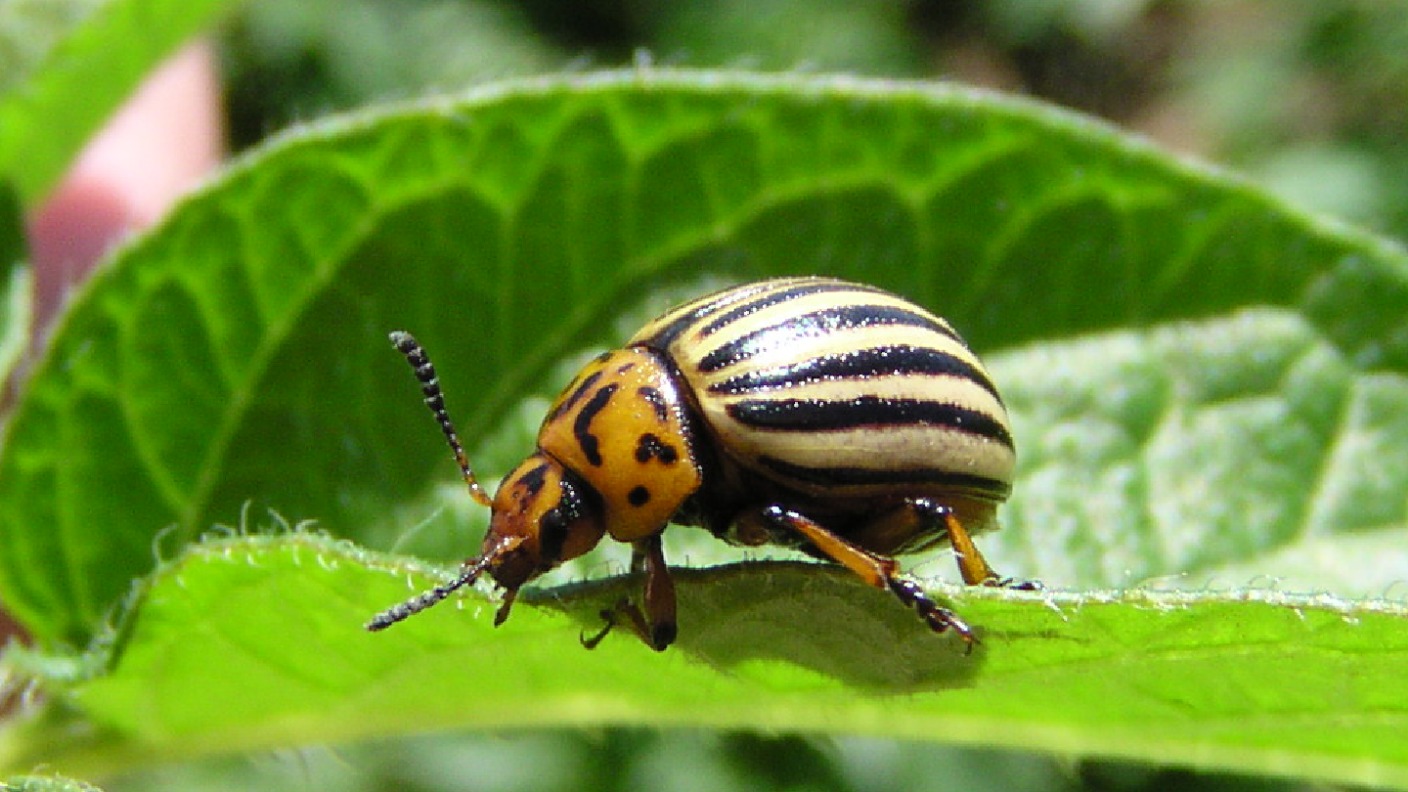 Warnings over invasive beetle | ITV News Channel