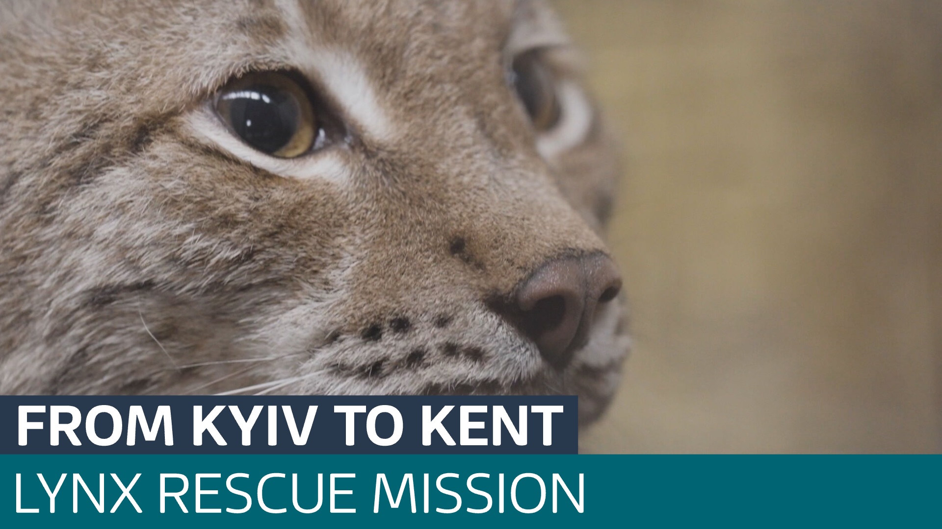Kent charity's journey to bring Ursa the lynx to safety - Latest From ...