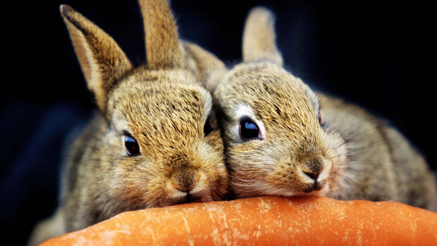Outbreak of deadly rabbit disease in Jersey | ITV News Channel