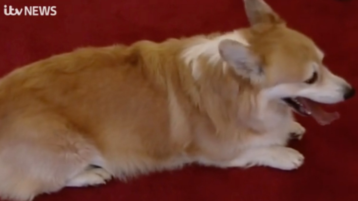 Are traditional corgis making a comeback? | ITV News Meridian